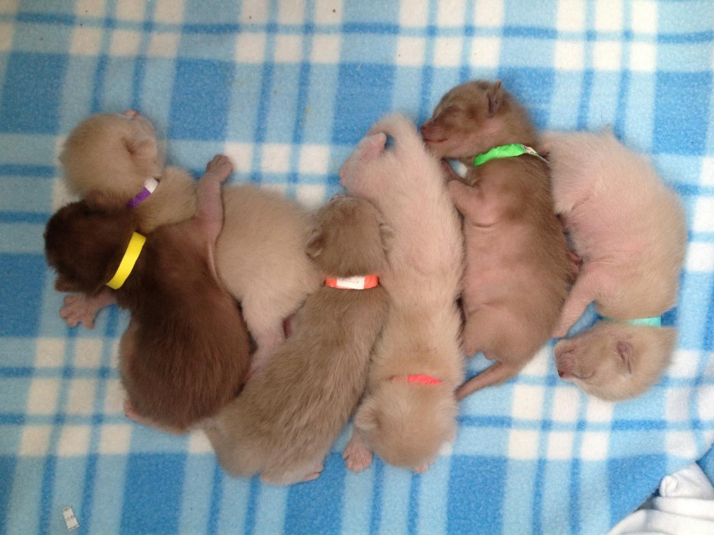 Lilyput Tonkinese » Lily’s Third Litter